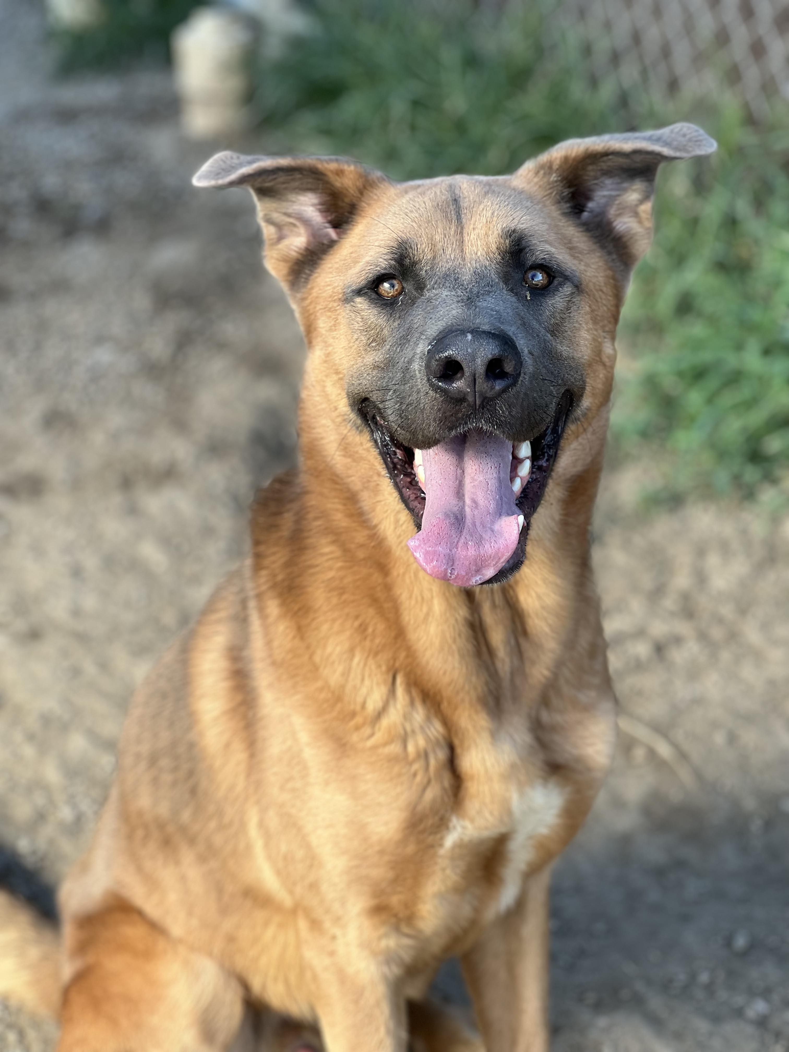 Last Call Awareness – Raising The Bar Animal Rescue